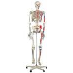 What You Need to Know About the Anatomical Model