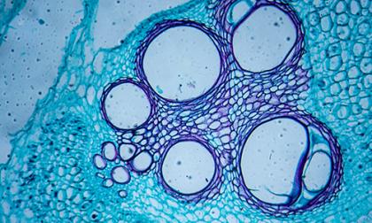 Art Under the Microscope